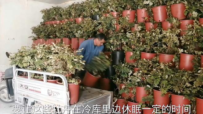 自己在家不能做盆栽催花牡丹,风景无限说条件和技术
