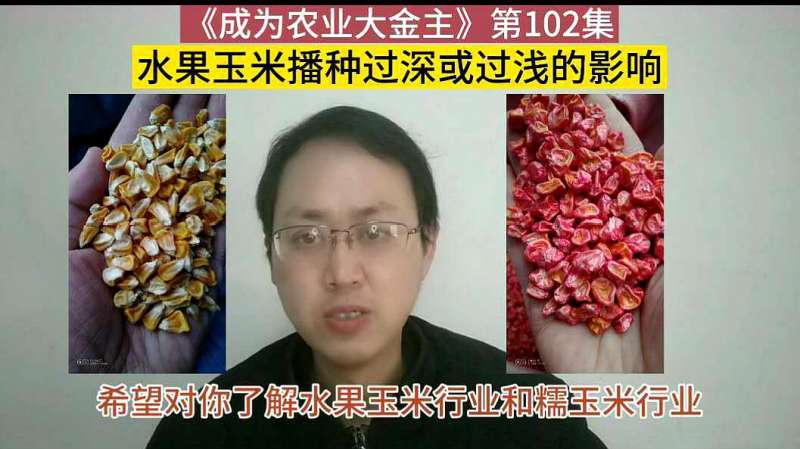 第102集 水果玉米播种过深或过浅的影响