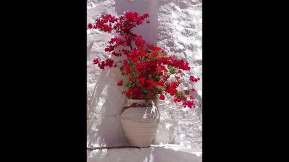 长视频直播绘画教程教你如何画出逼真花卉