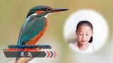 小学语文翠鸟朗读-翠鸟课文原文配乐朗诵视频