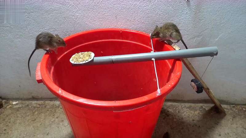 自制有效的简易捕鼠器,抓老鼠很管用!