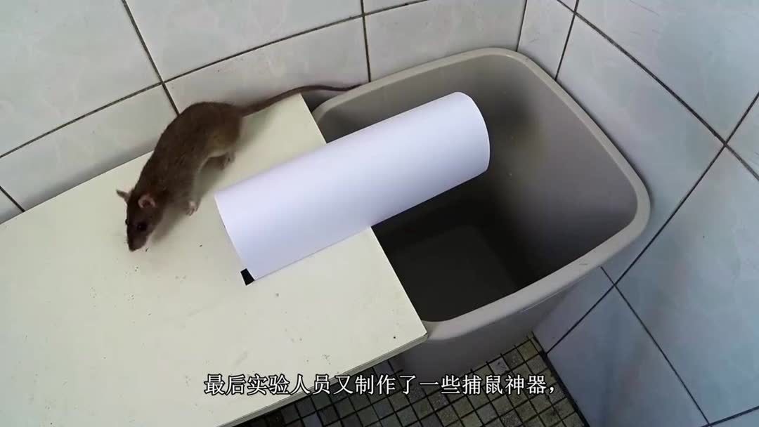 教大家几个超简单的捕鼠神器吧,网友;这也太简单了。