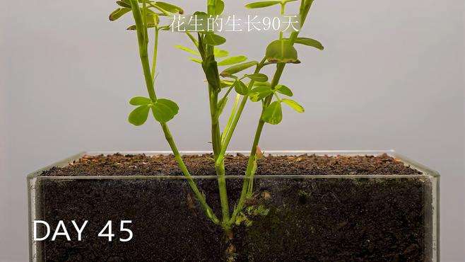 "揭秘花生生长过程,让你爱上种植花卉绿植!"
