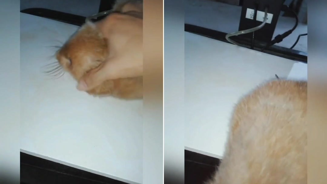 ...还有的方法就是可以看竹鼠的腹部是否有变大,乳头是否有变红现象...