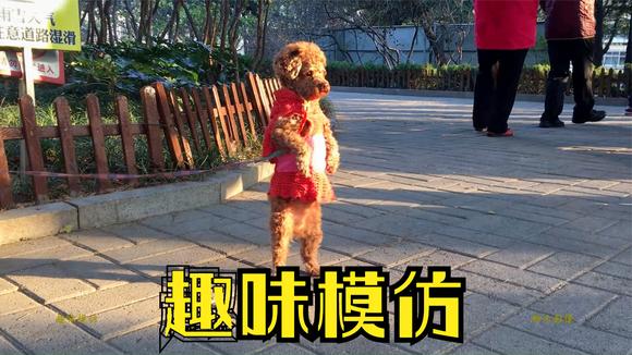 狗狗是通人性有灵性的动物,能模仿主人的行为。请欣赏:趣味模仿