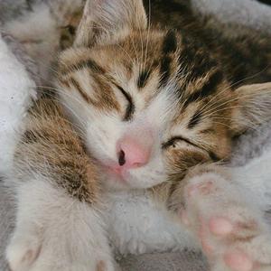猫是优雅高贵的宝 