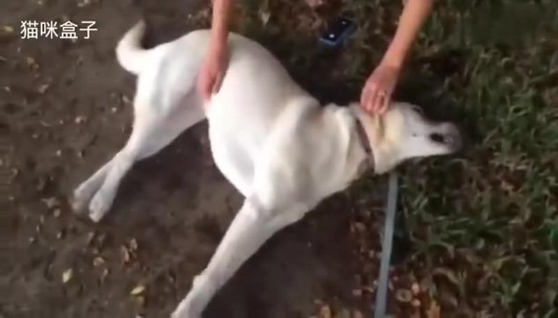 遛狗途中狗狗突然癫痫病发作 看样真让人难受