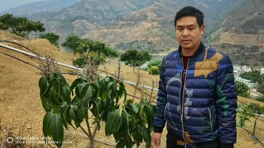 #三农 #芒果 #种植技术#热 #水果