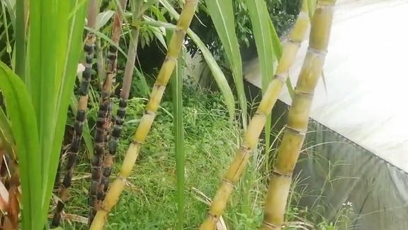 年头在山庄种的甘蔗可以吃了,他们都说我家是百果园