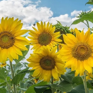 东方的新月 