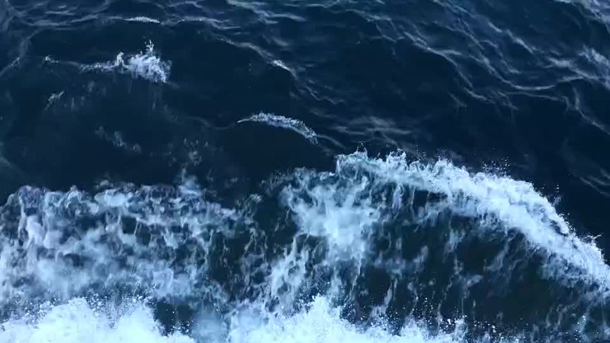 大海中实拍船头海豚领航视频