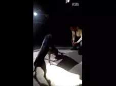 斗狗视频比特犬打架视频 比特犬顶级比赛