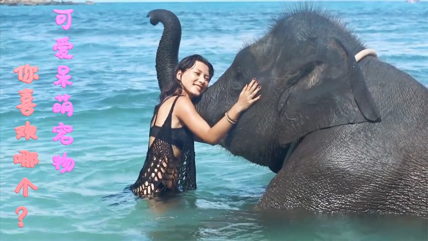 10种最受孩子们喜欢的宠物,瞧瞧有你喜欢的吗?养一个做伙伴吧!