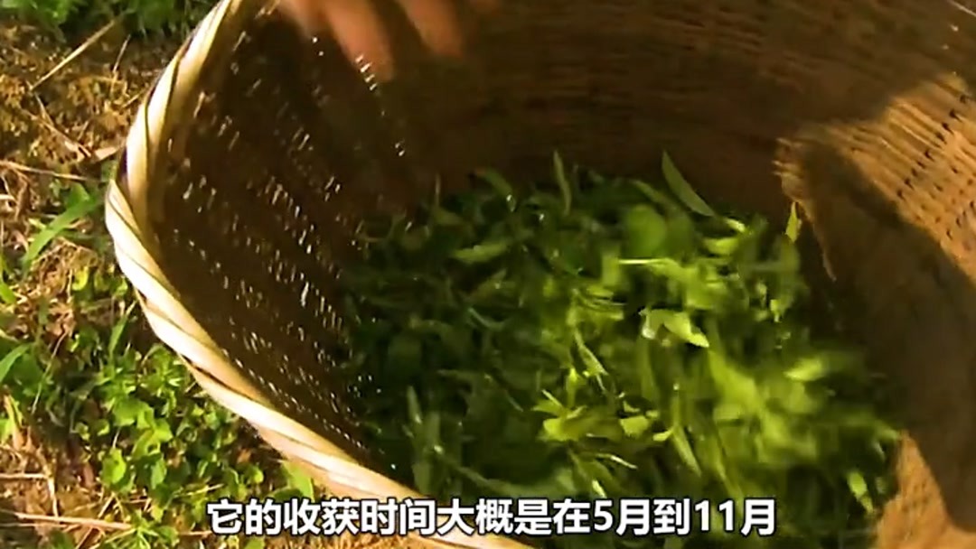 茶叶制作全过程