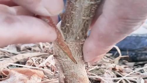 这个嫁接方式一定要学会,以后种植树木的时候,绝对会用到!