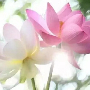 学医自救文化传承 