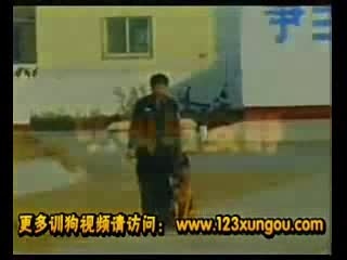 马犬he黑背打架 黑背犬和狼青打架