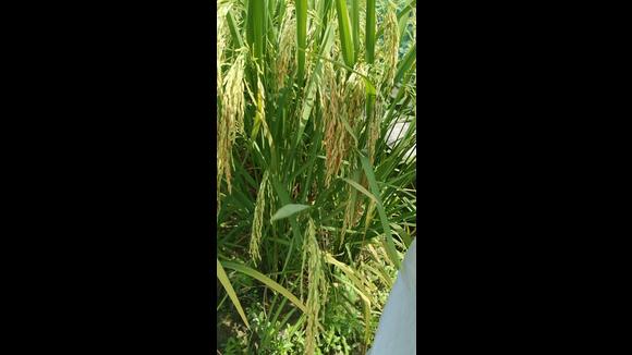 稻谷成熟了,过几天开始割了