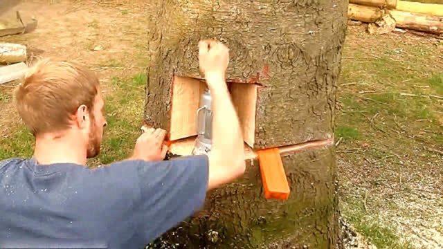 用这种方法砍树,永远不会出事故,真是太有智慧了!