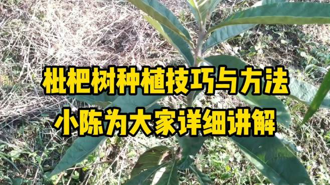 枇杷树种植技巧与方法,小陈为大家详细讲解