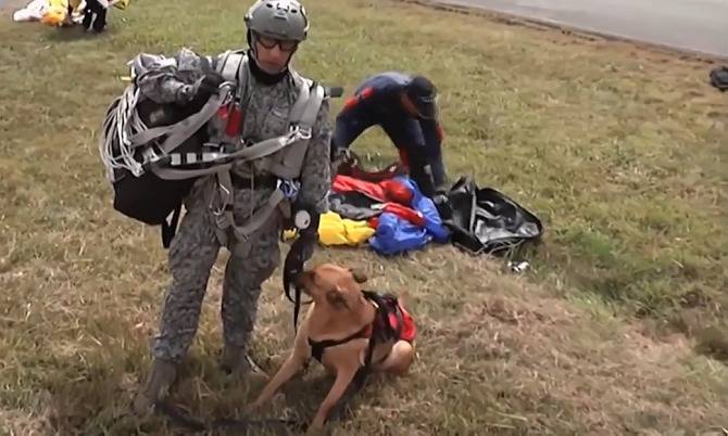 搜救犬和主人一起完成4000米高空跳伞,落地后的狗狗反应亮了