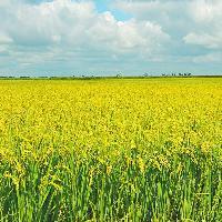 大米是怎么练成的 