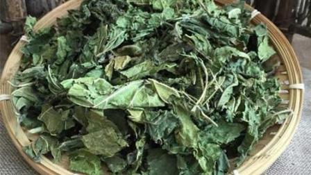 都说喝桑叶能治病,但你知道具体怎么用吗,快来看看吧