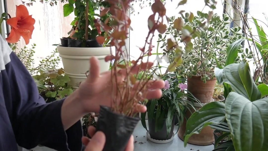 [126]修剪花后宫灯长寿 推荐种植翠芦莉