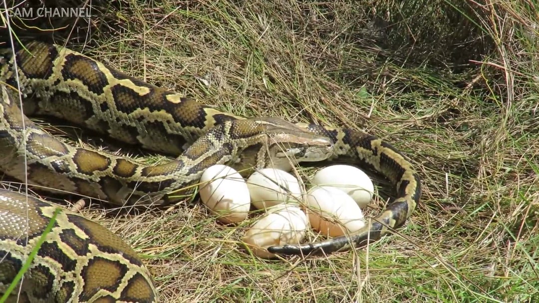 草地里发现超大蟒蛇偷吃鹅蛋