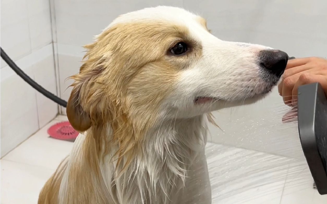 怎么在家给狗狗洗澡 ★宠物店洗法★