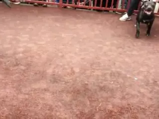 斗狗训练视频