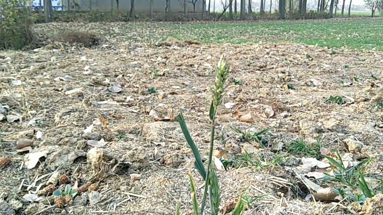 麦子都抢着生长,这么着急吗?