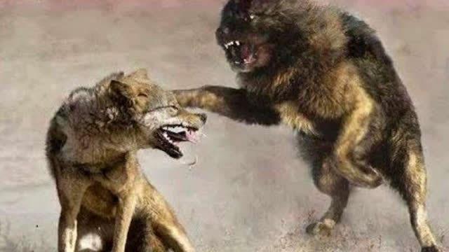 藏獒大战3匹饿狼,生死肉搏决一触即发,镜头拍下精彩时刻!
