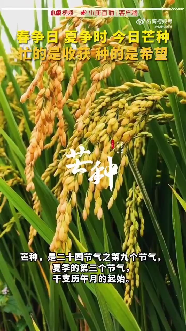 芒种时节,万物生长。二十四节气 芒种 中华传统文化