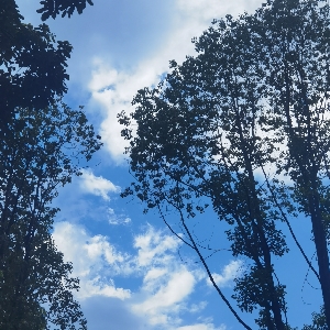 雨淡风 