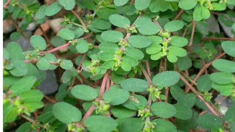 它是天然“血栓通”,降低血粘稠度,预防中风脑梗