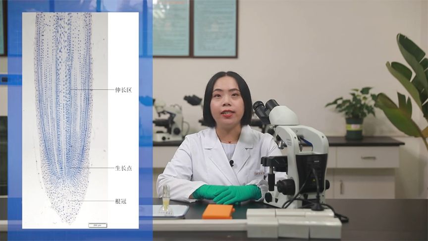医学生物学:5.5医学生物学实验—细胞有丝分裂标本的观察