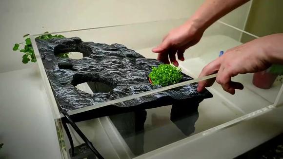 超简单的入门级水陆生态鱼缸的制作方法,看一遍就会做
