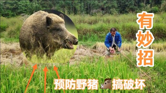 晚稻收割在即,野猪又来毁庄稼,农民伯伯一招预防野猪搞破坏