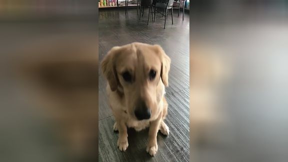 狗狗学校毕业是个什么样?惊讶~