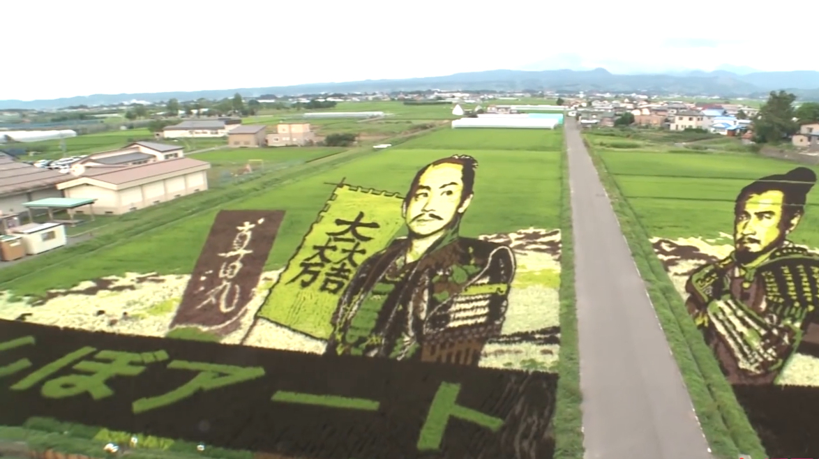 走进真实的日本,当地农民用稻谷作画,呈现的效果太棒了