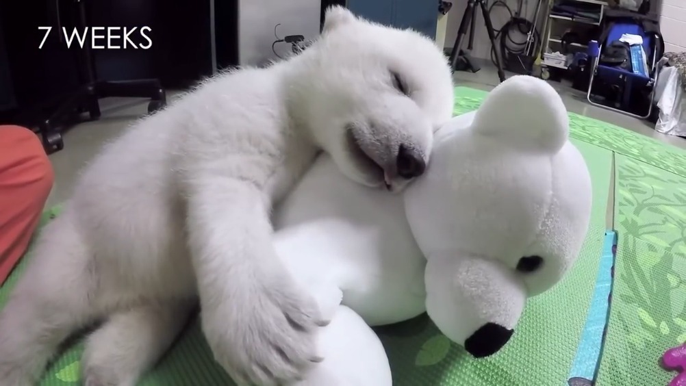 一只北极熊宝宝的成长记录,有点感动有点萌!
