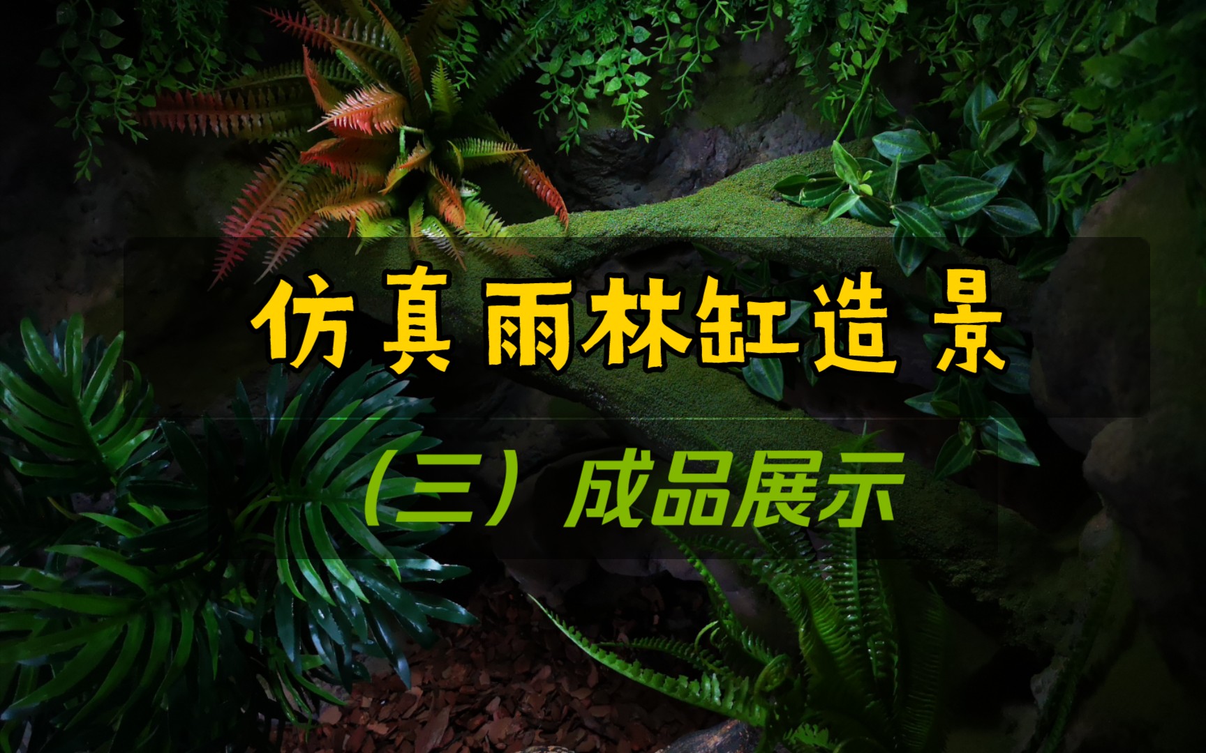 爬宠造景:仿真雨林缸造景(三)成品展示与介绍,真正意义上的～零维护～...
