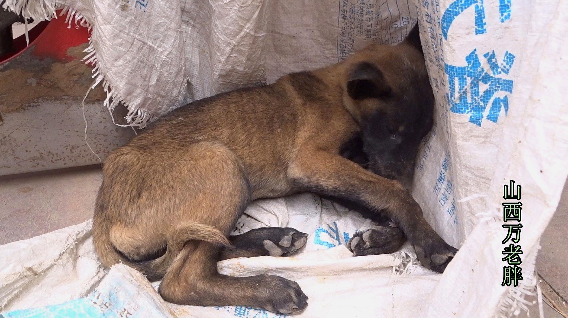 小马犬得了细小,老胖怕传染马上做变动,其它狗喂食量为啥受影响
