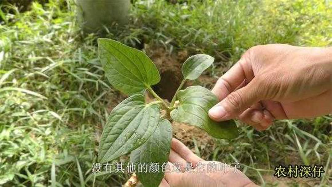 干活扭到腰,快来认识一下"塘边藕"在农田里见到千万别错过