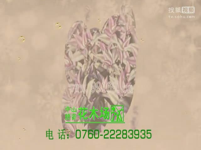 8广东[大红花,吊兰,吊竹梅,繁星花]绿化苗木报价