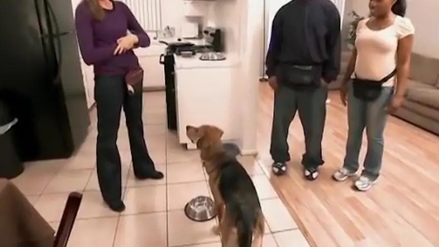 狗狗护食咬人怎么办?女主人想到了一个方法,再凶的狗都被驯服了