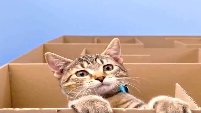 铲屎官用5天时间打造猫咪迷宫,结果被秒破解,不可思议