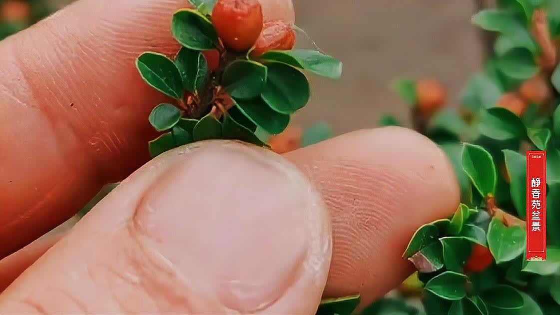 荀子盆景养护管理经验分享,新手参考学习