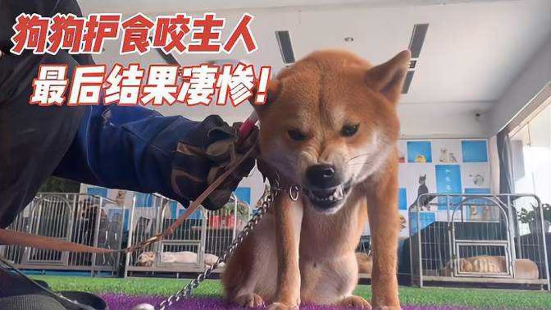 以前有多爱现在就有多怕!护食咬人的狗经过调教,主人还敢要吗?